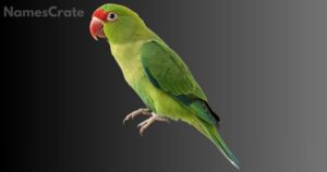 250+ Best Parrot Names: Unique, Good and Amazing